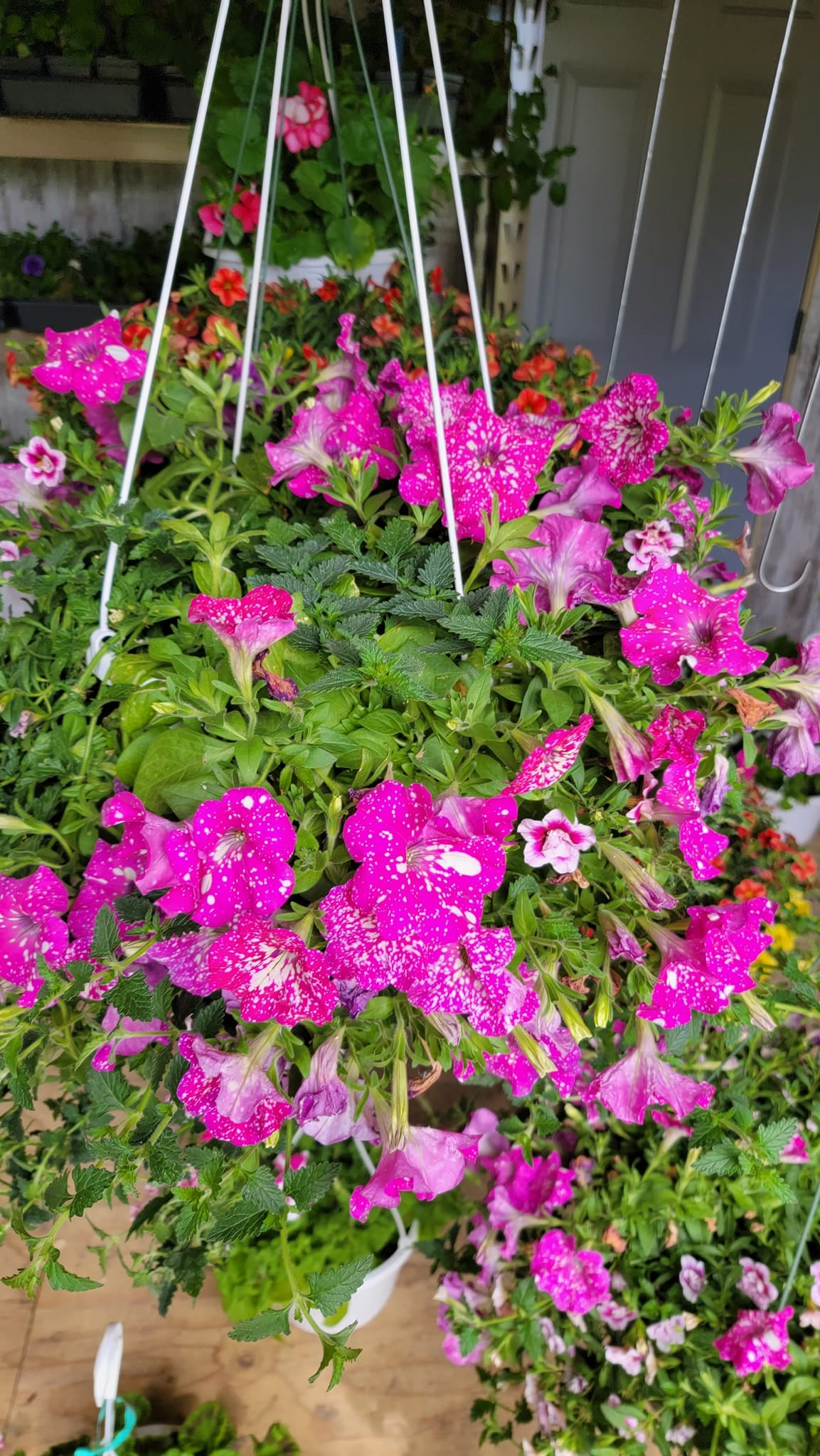 Hanging Basket Bundle (Add on to 2025 CSA Base Plan) | Critters Produce ...